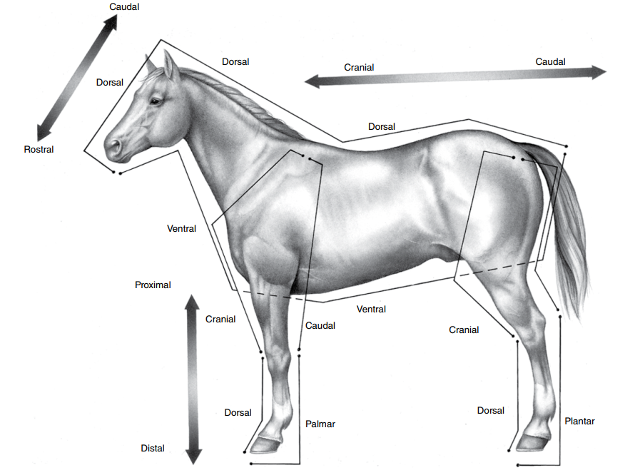 دانشجویان دامپزشکی گرمسار